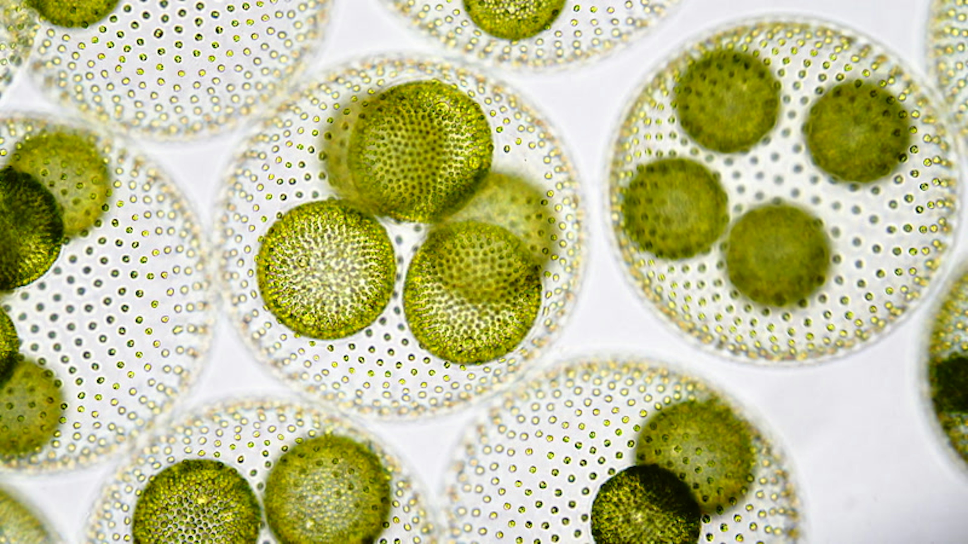 volvox algae ppt