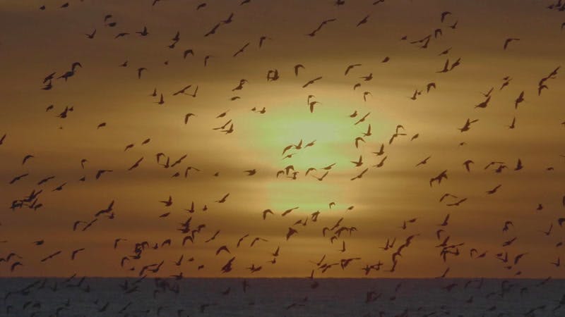 Birds, Flight, Dusk, Murmuration by Sam Moore – Stock Footage | Artlist