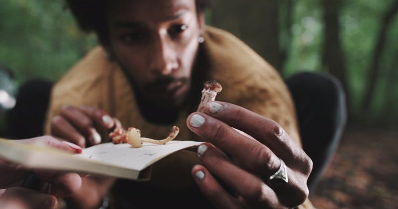 Sweater, Forest, Man, Picking by Hans Peter Schepp – Stock Footage ...