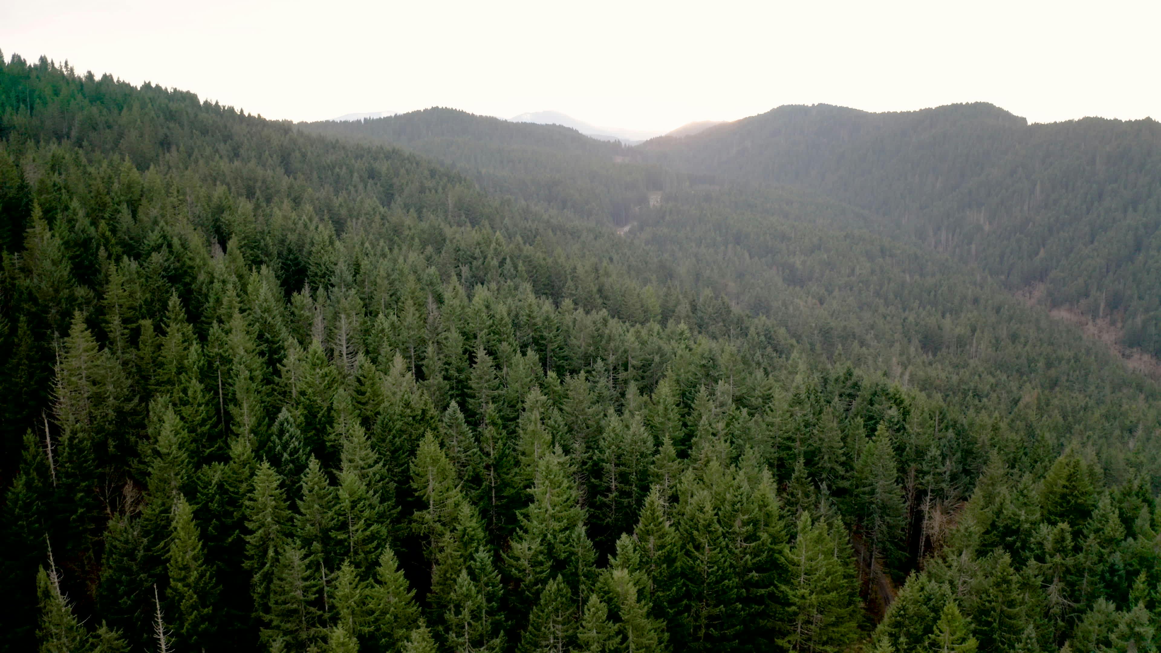 Discover oregon-trees, a story-driven footage