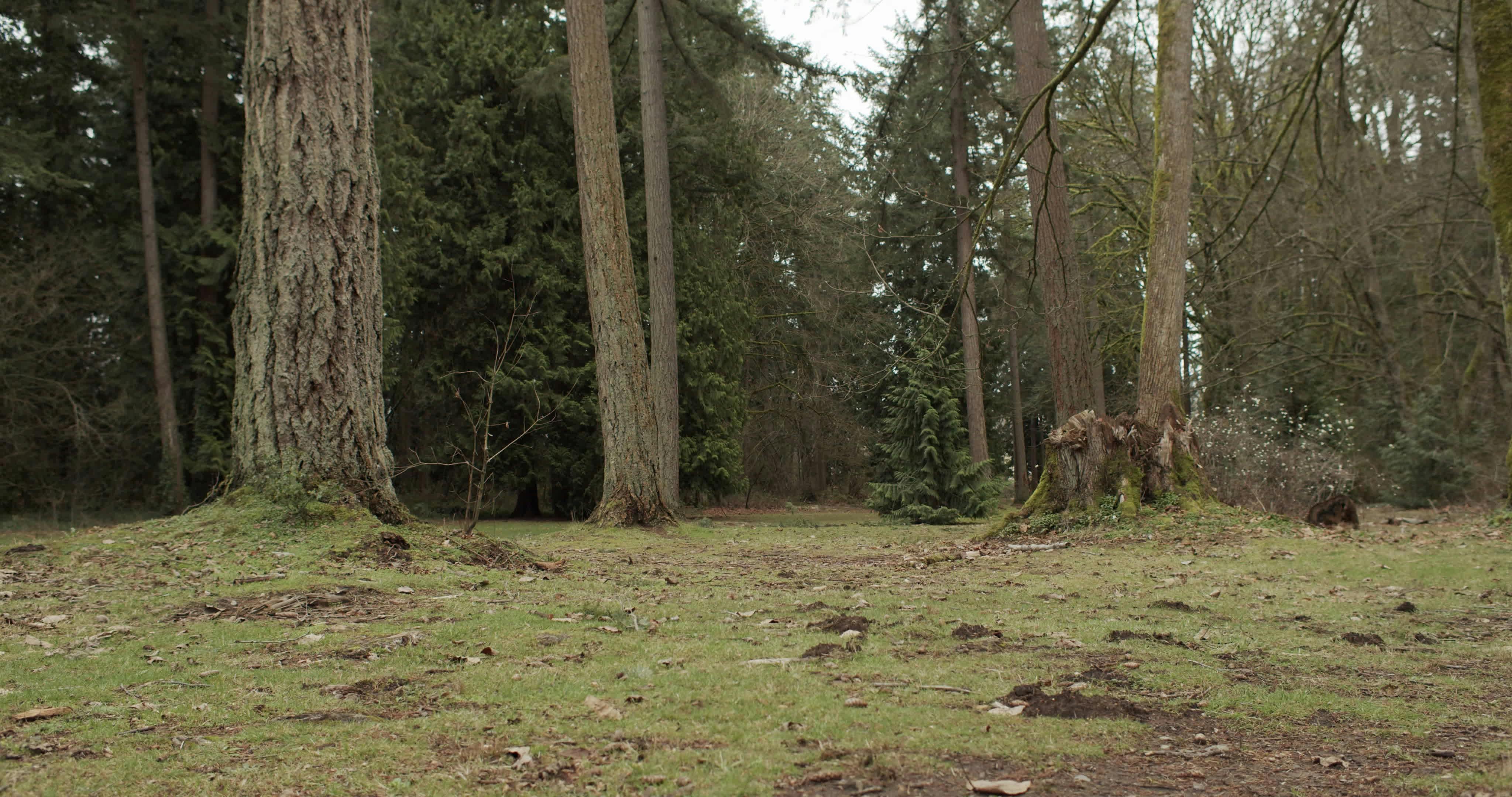 Discover forest-photographer, a story-driven footage | Artlist