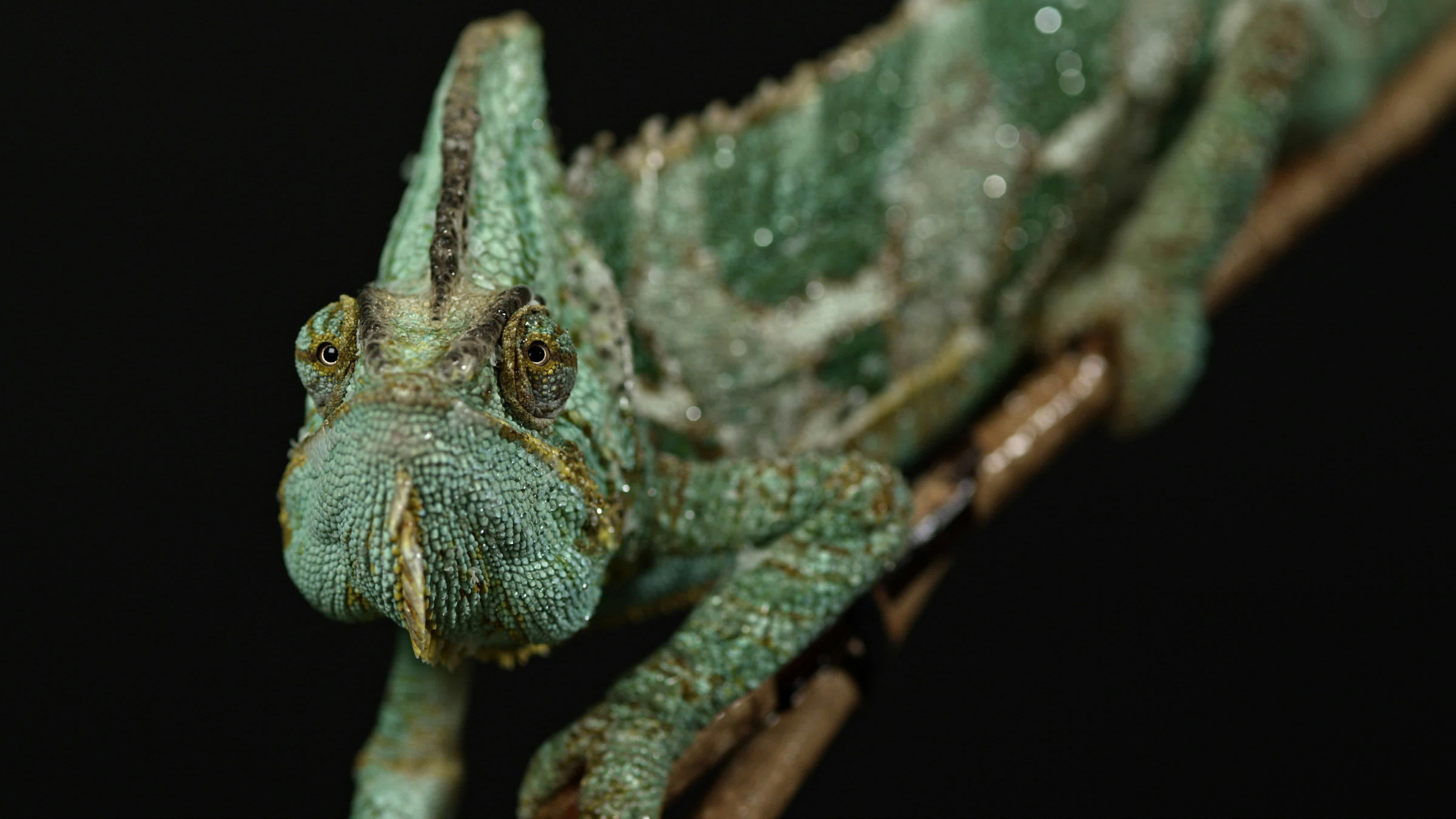 Discover colorful-creature, a story-driven footage | Artlist