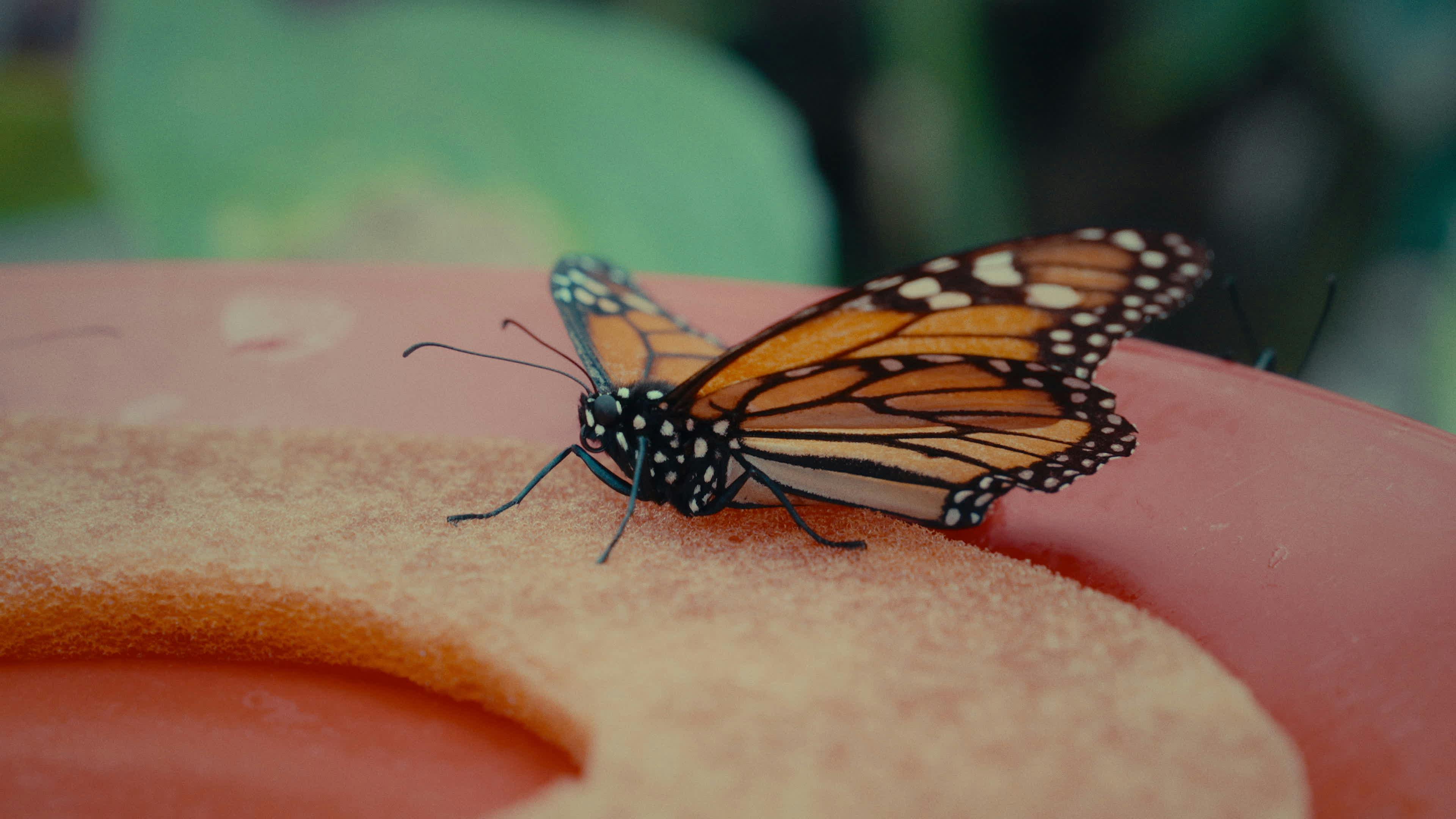 Discover butterfly-world, a story-driven footage | Artlist