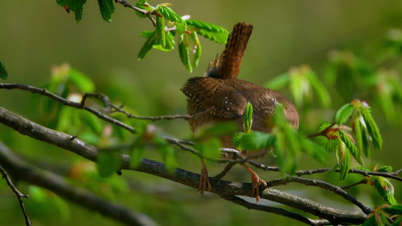 Leaf, Song-bird, Tree-branch, Bird by Lukas Pich – Stock Footage | Artlist