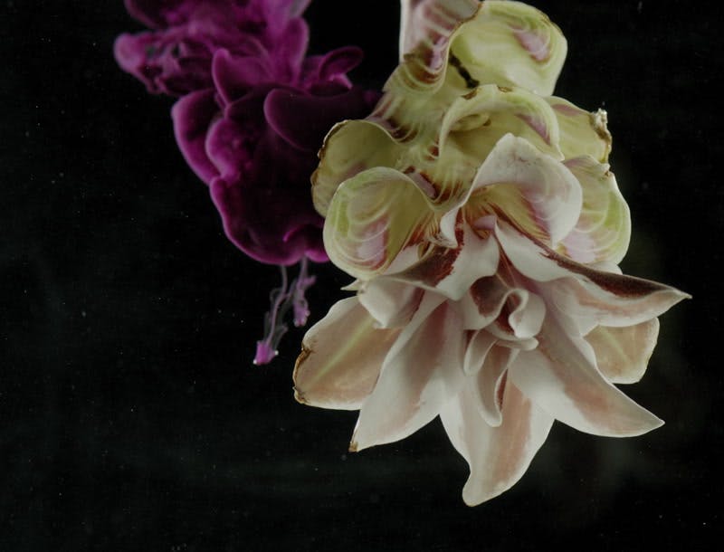 Moving, Ink, Purple, Spreading by David Rudoy – Stock Footage | Artlist