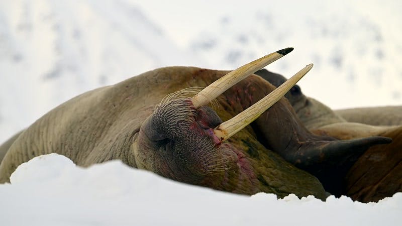 Walrus, Marine Life, Mammal, Arctic by Wildlife and Nature Studios ...