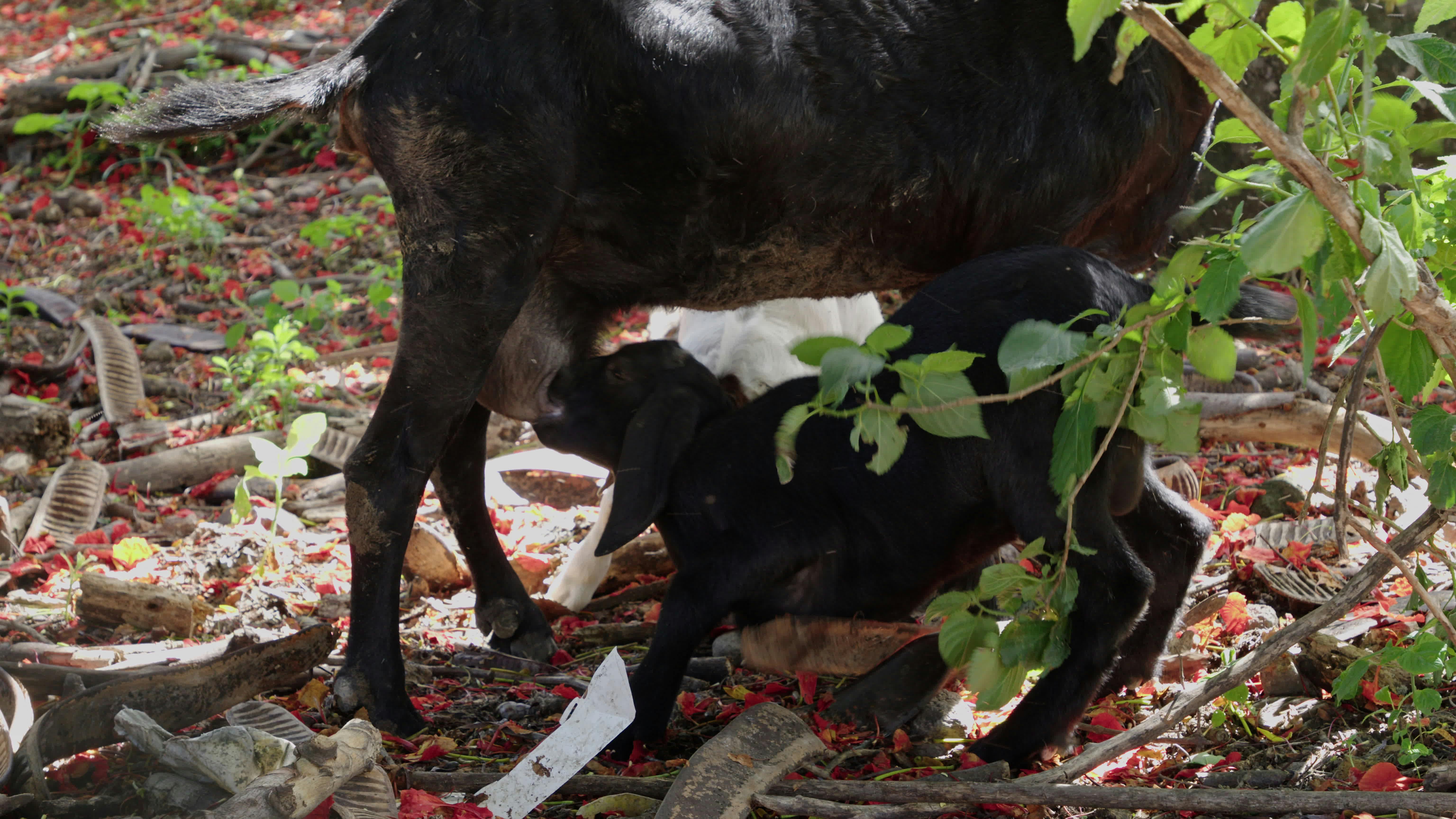 Discover wild-goats, a story-driven footage | Artlist