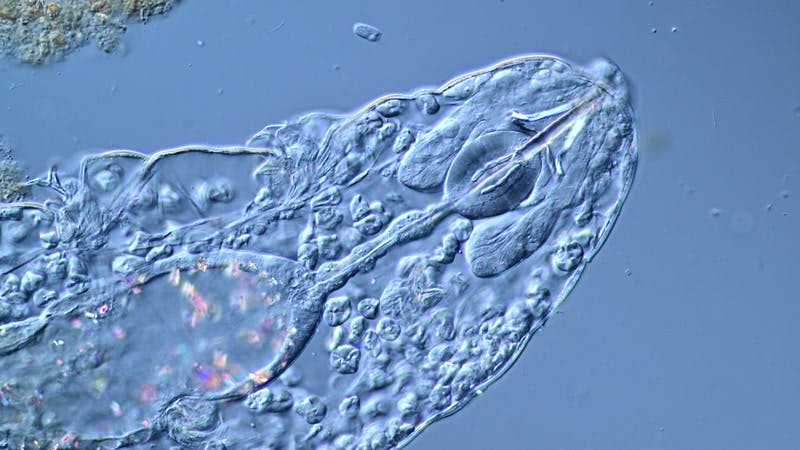 Moving, Microscope, Microorganism, Tardigrade by Benedikt Pleyer ...