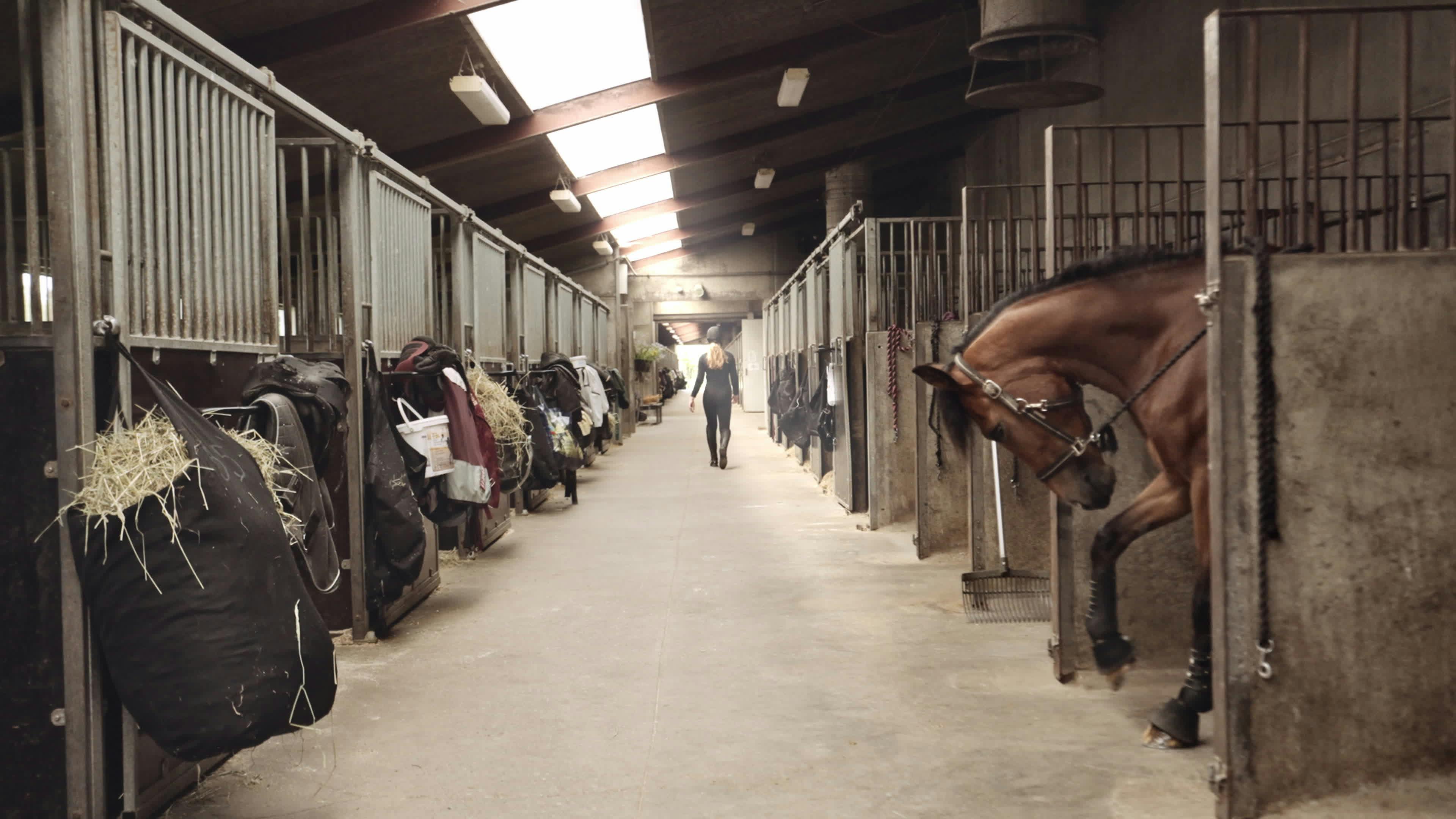 Discover working-in-a-horse-stable, a story-driven footage | Artlist