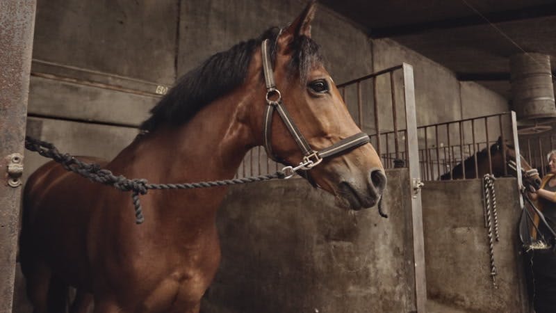 Tied, Horse Stable, Horse Stall, Cells by Morten Lovechild – Stock ...