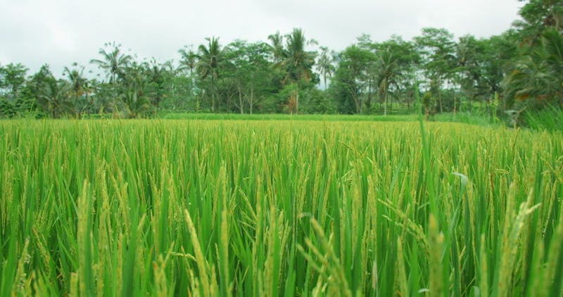 Bali, Grass, Paddy Field, Green by Igor Tichonow – Stock Footage | Artlist