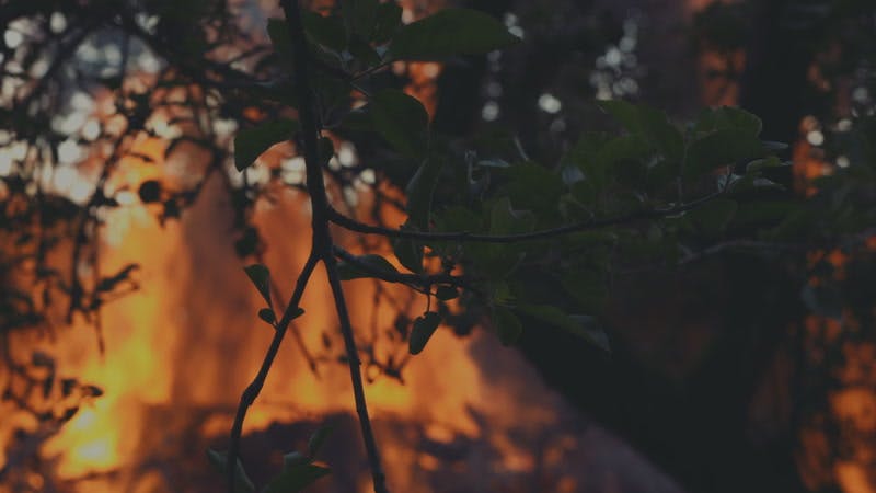 Branch, Burning, Flame, Fire by Arthur Cauty – Stock Footage | Artlist