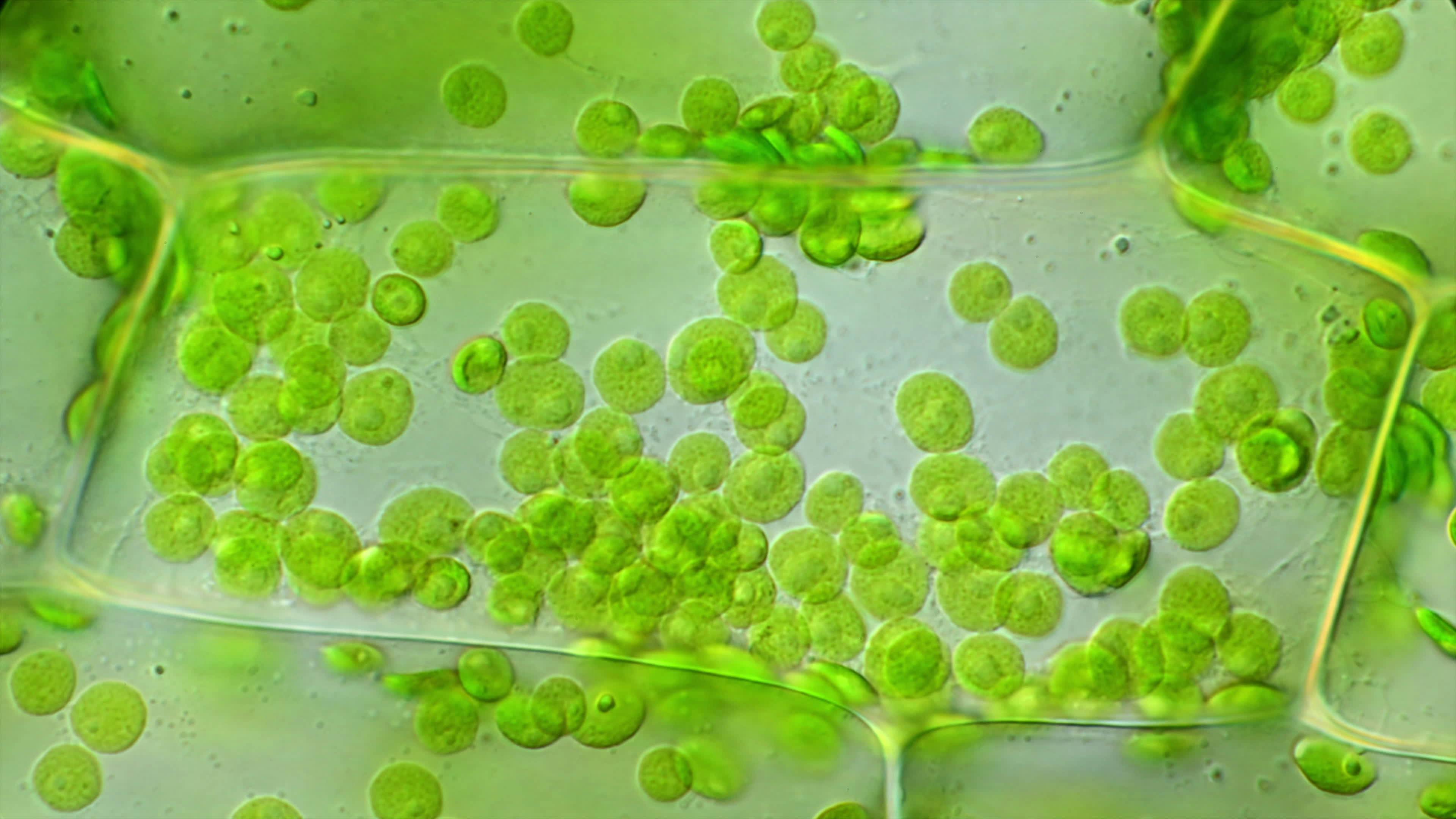 Discover microscopic-chloroplasts, a story-driven footage | Artlist