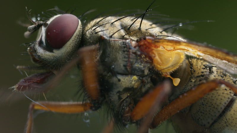 Muscidae, Fly, Red Eyes, Insect by Gentle Steps – Stock Footage | Artlist