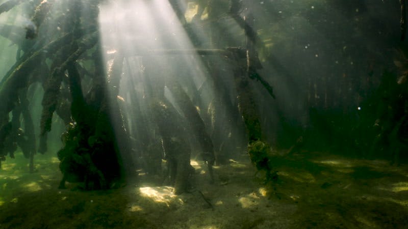 Underwater, Roots, Shrub, Plants by Day's Edge Productions – Stock ...