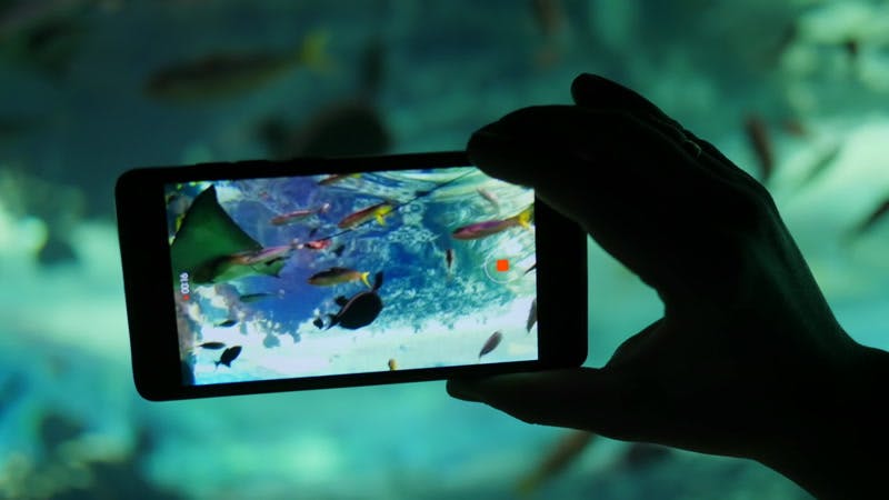Phone, Filming, Video, Fish by Oleksandr Ostapchuk – Stock Footage ...