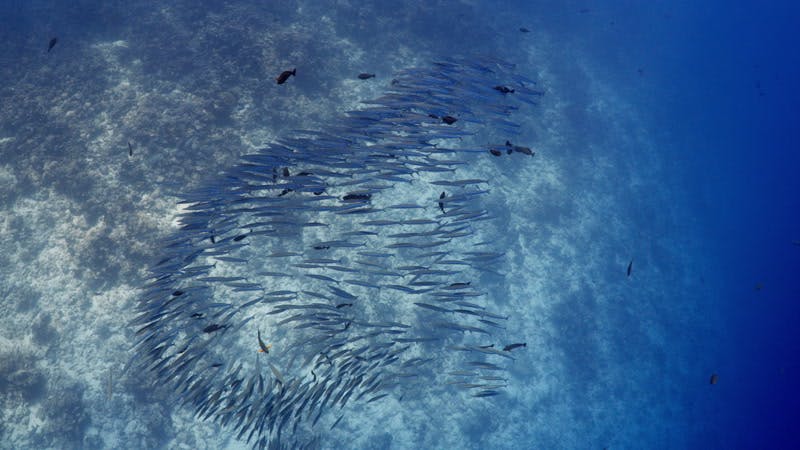 Shoal, Blue, Marine Life, Rangiroa by Gilles Charvet – Stock Footage ...