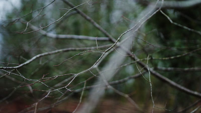 Branch, Tree, Stem, Dried by Gentle Steps – Stock Footage | Artlist