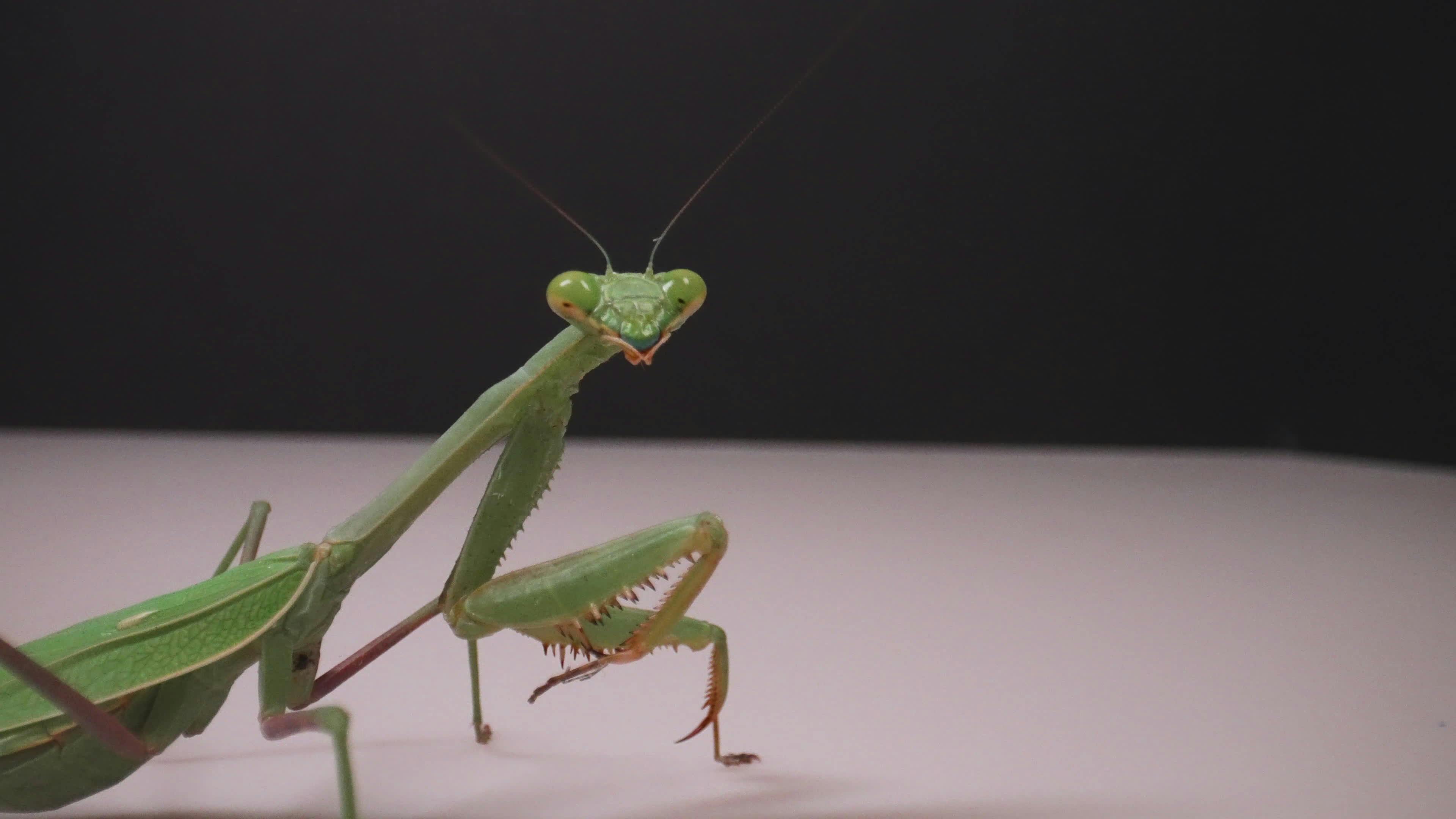 Discover Mantis A Story Driven Footage Artlist