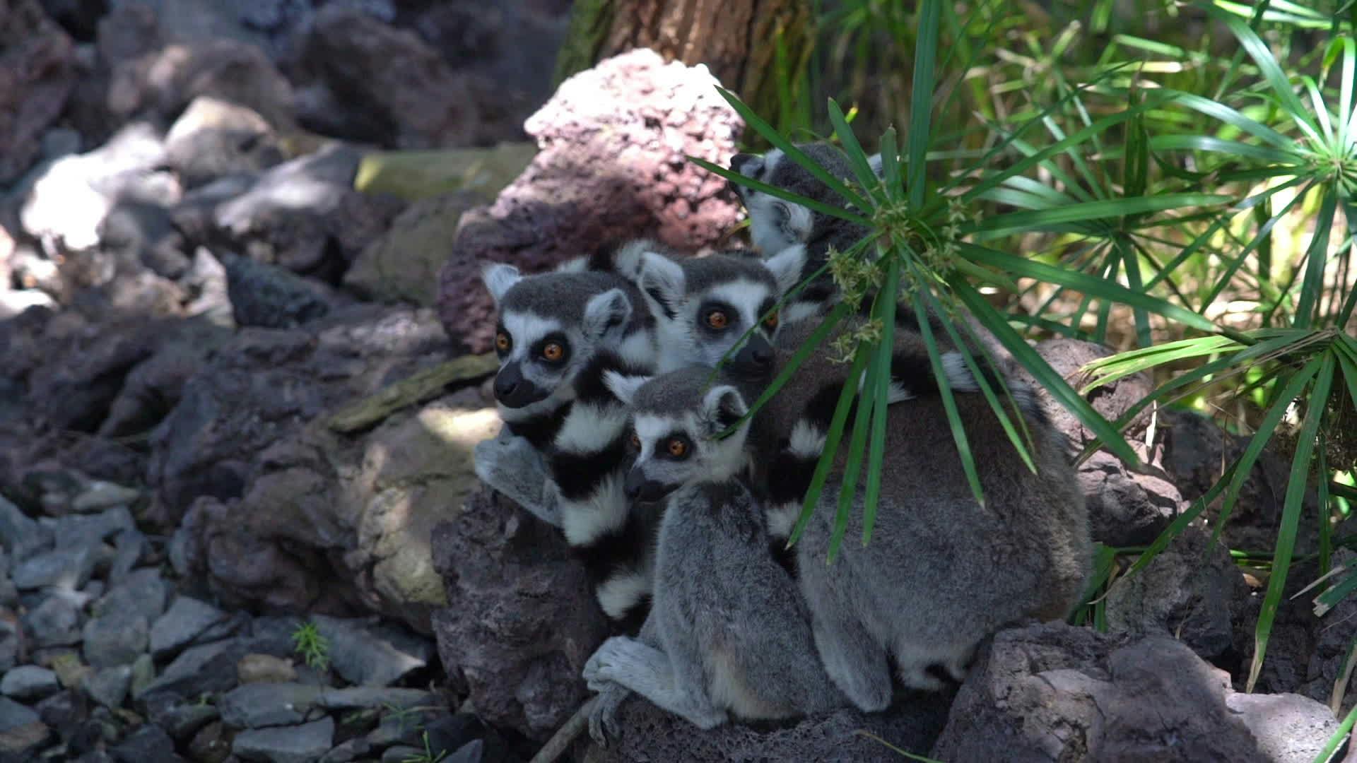 Discover lemur-family, a story-driven footage | Artlist