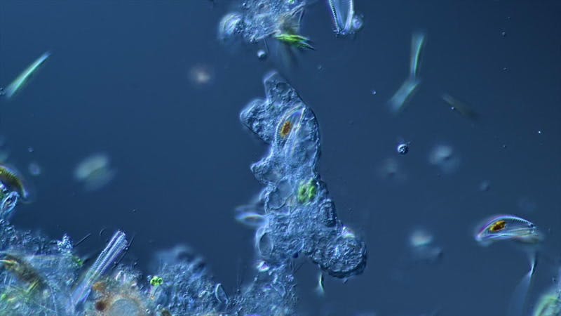 Microbe, Microorganisms, Microscopic, Marine Life by Benedikt Pleyer ...