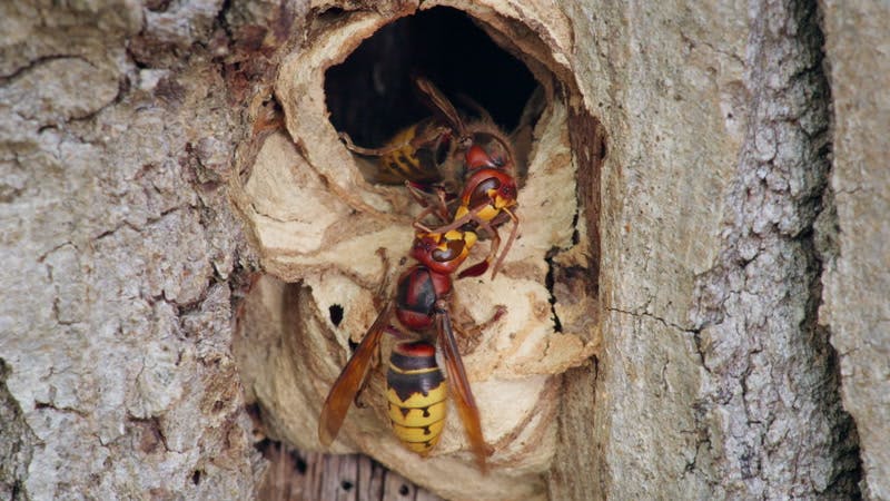Wasp, Hornet, Insect, Trunk by Lukas Pich – Stock Footage | Artlist
