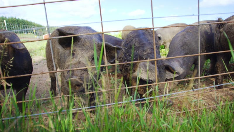 Field, Grass, Eating, Fence by Justin Howe – Stock Footage | Artlist