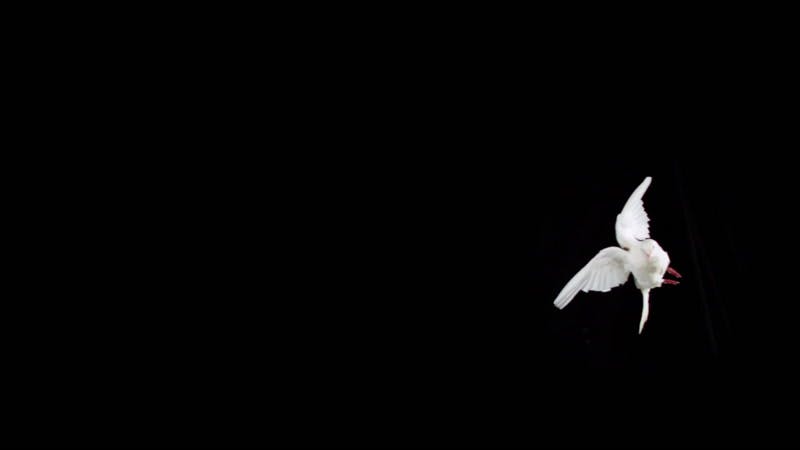 Flying, Black Background, Bird, Wings by Soraphotography – Stock ...