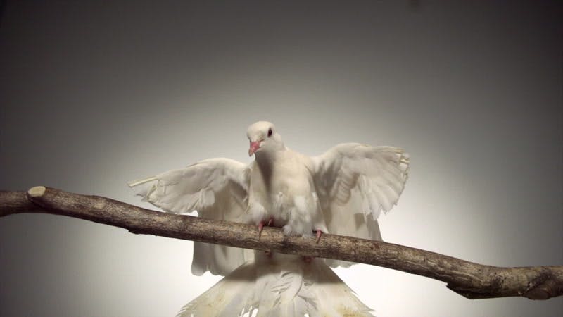 Balance, Bird, Wings, White by Soraphotography – Stock Footage | Artlist