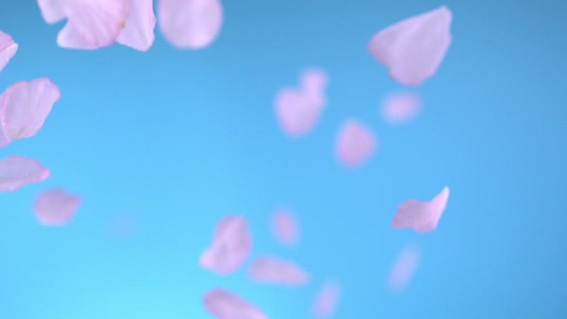 Pink, Phantom, Falling, Flower by Soraphotography – Stock Footage | Artlist