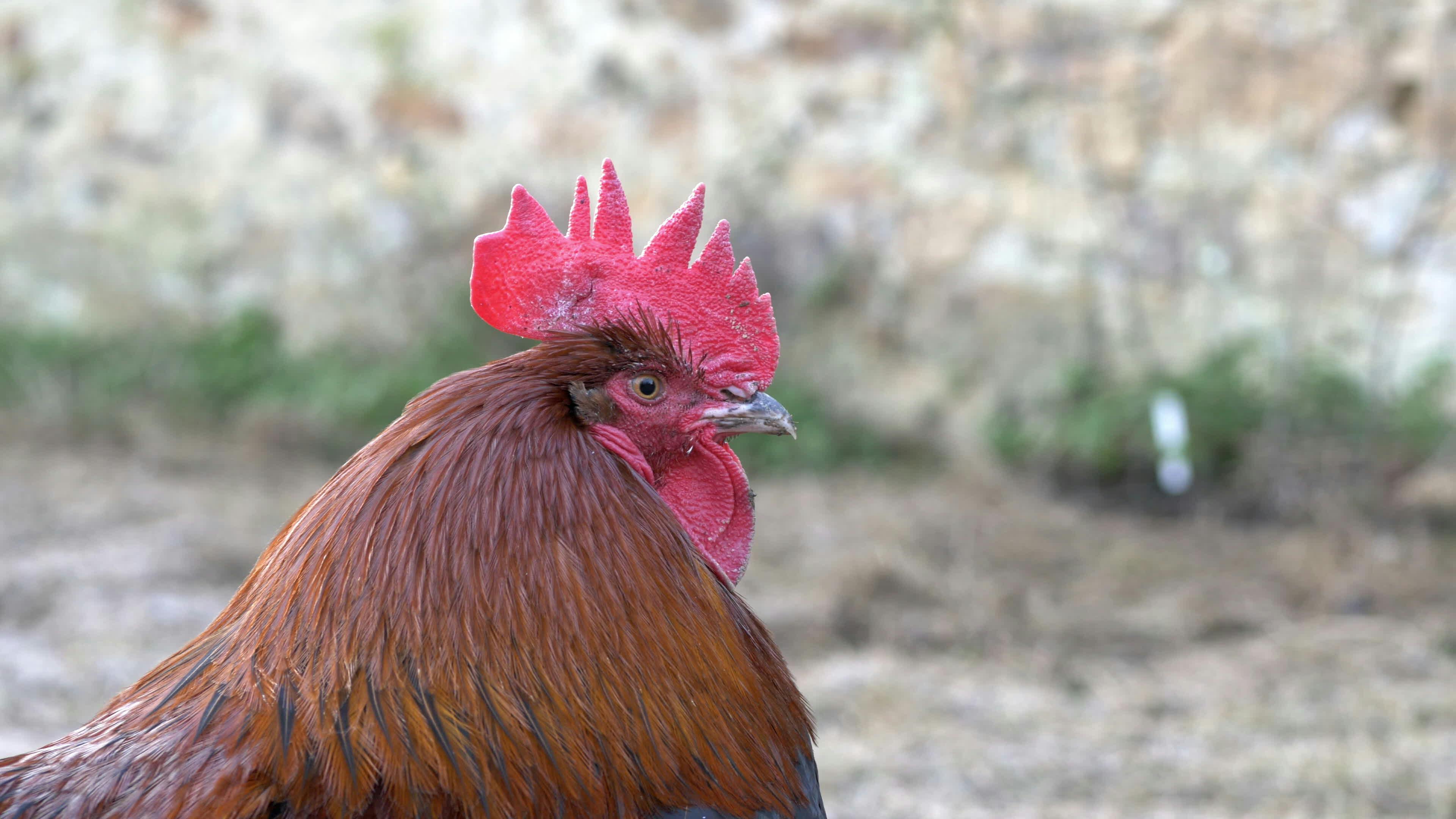 Discover hens-and-roosters, a story-driven footage | Artlist