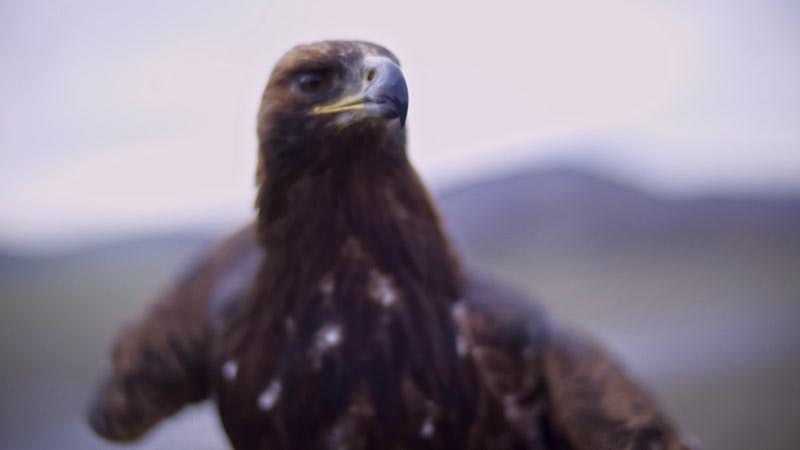 Mongolia, Gobi Desert, Golden Eagle, Falconry by Andrzej Wisniewski ...