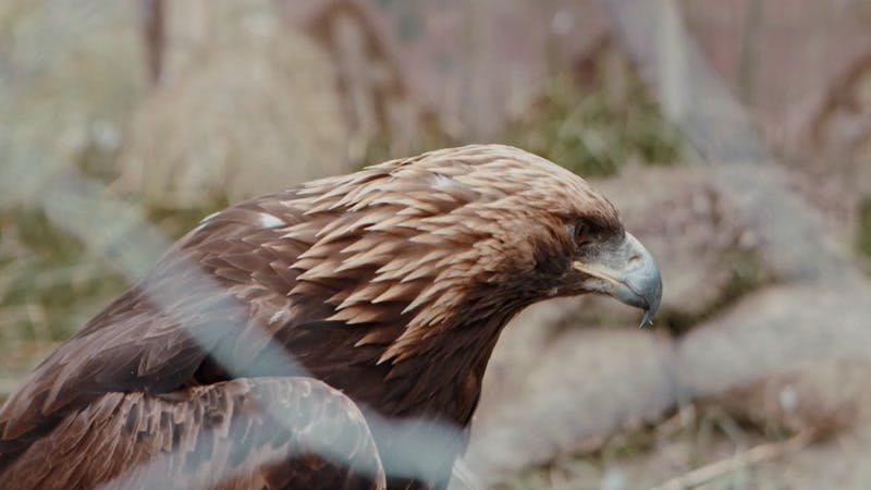 Mongolia, Gobi Desert, Altay Mountains, Golden Eagle by Andrzej ...