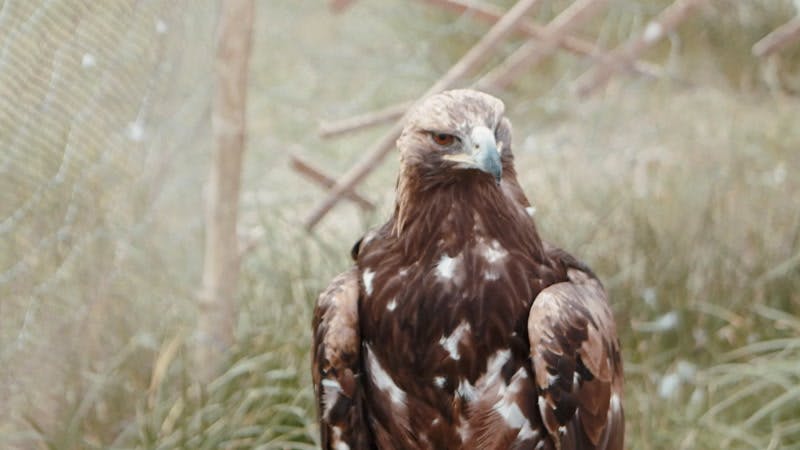 Golden Eagle, Falconry, Cage, Altay Mountains by Andrzej Wisniewski ...