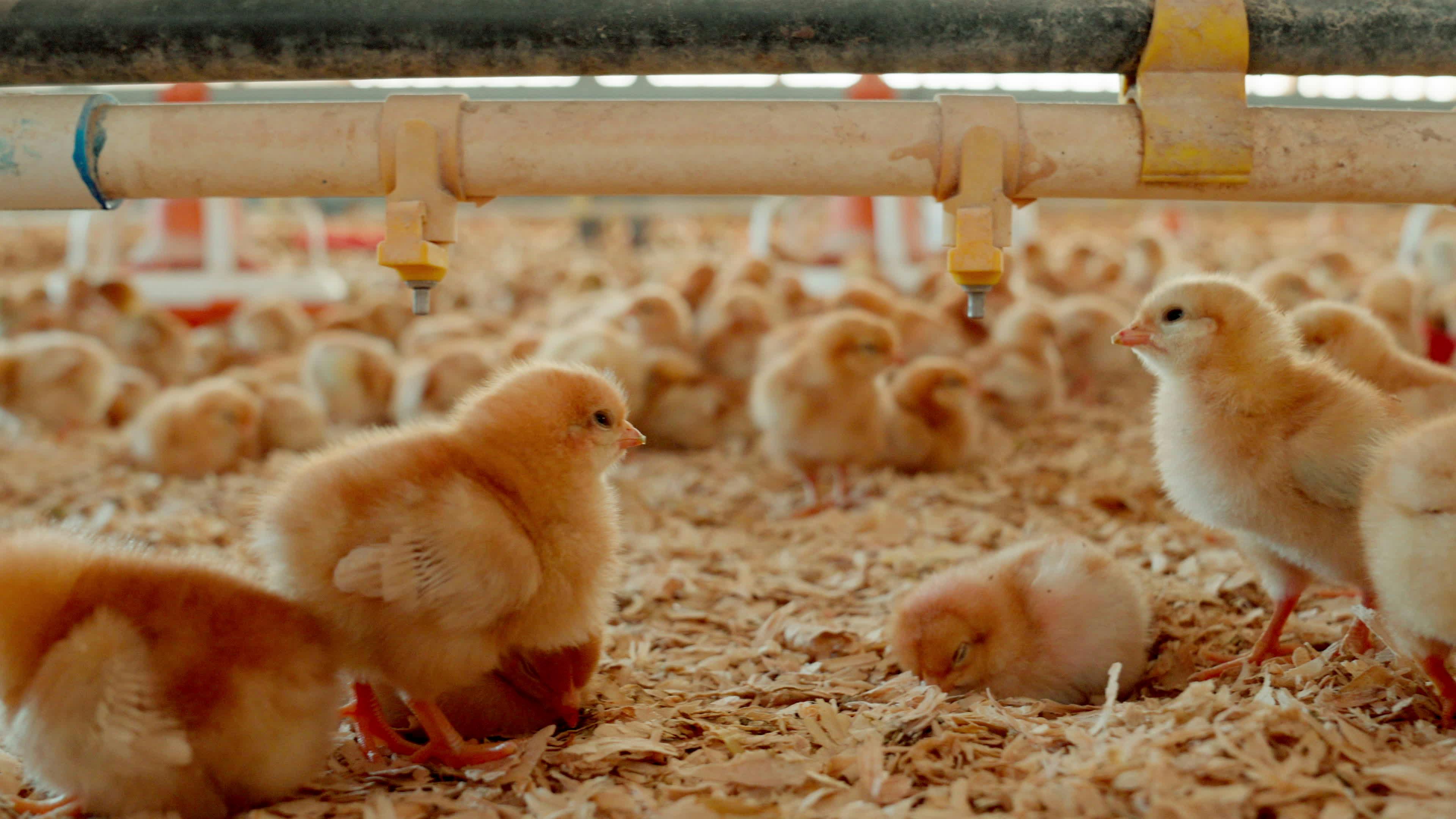 Discover chicks-at-a-chicken-facility, a story-driven footage | Artlist