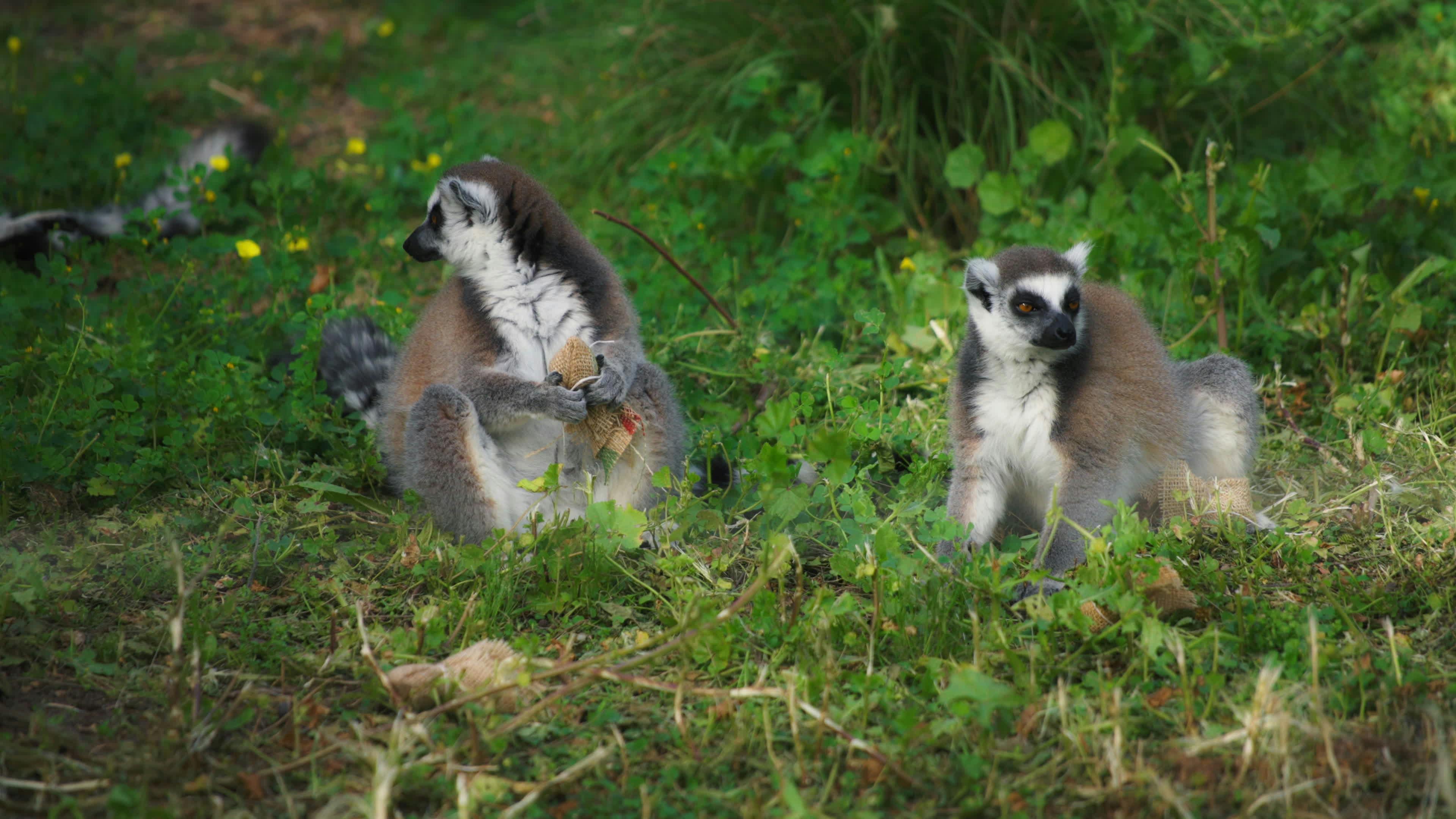 Discover lemur-monkeys, a story-driven footage | Artlist