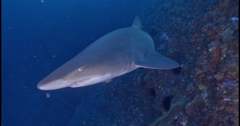 Marine Life, Wild, Underwater, Ocean by David Diley – Stock Footage ...