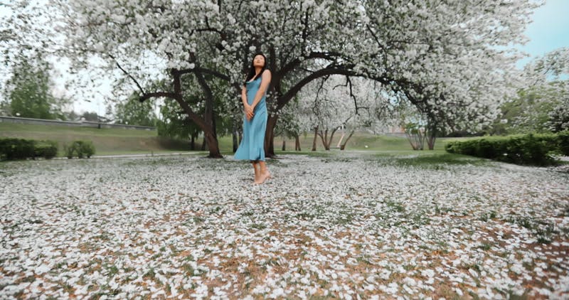 Sakura, Woman, Cherry Blossom, Tree by Dmitrii Borovikov – Stock ...