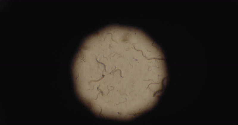 Microscope, Magnification, Still, Empty by Monster Filmmakers – Stock ...