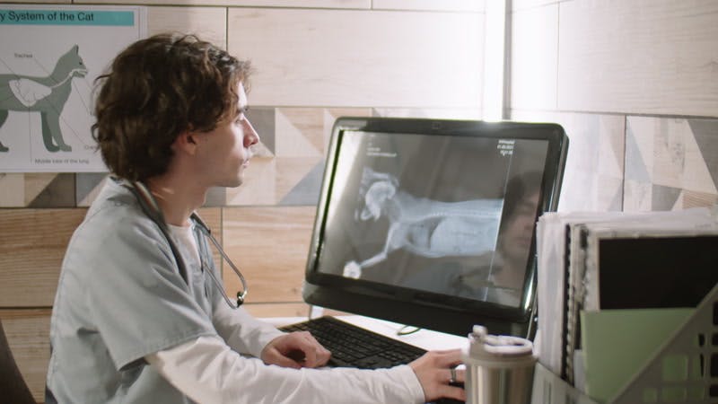 Veterinarian, Vet Tech, Xray, Scan by AnnaStills – Stock Footage | Artlist