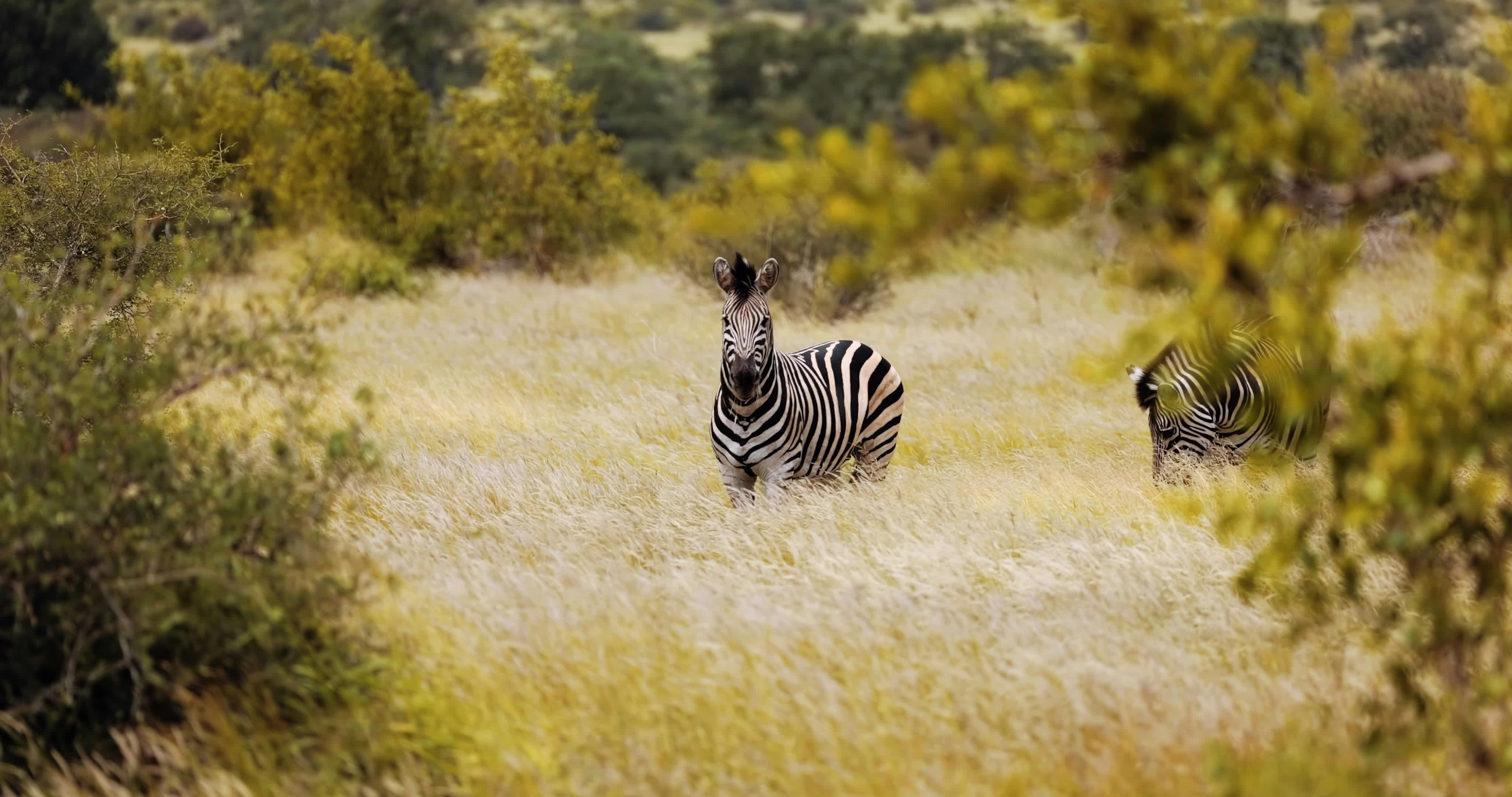 Discover african-safari-animals, a story-driven footage | Artlist