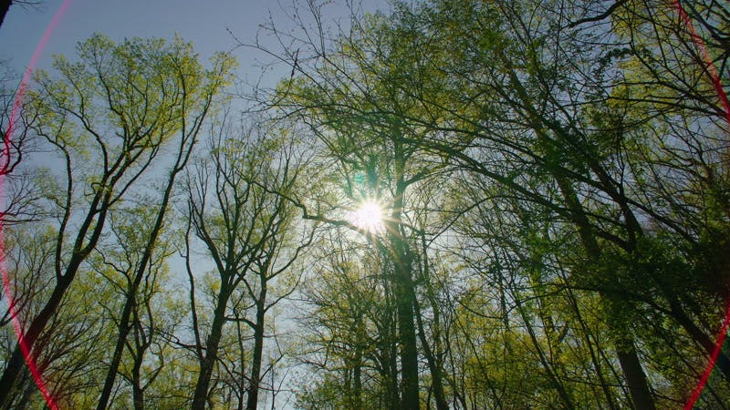 Forest, Lens Flare, Sunlight, Trees by Redd Pen Media – Stock Footage ...