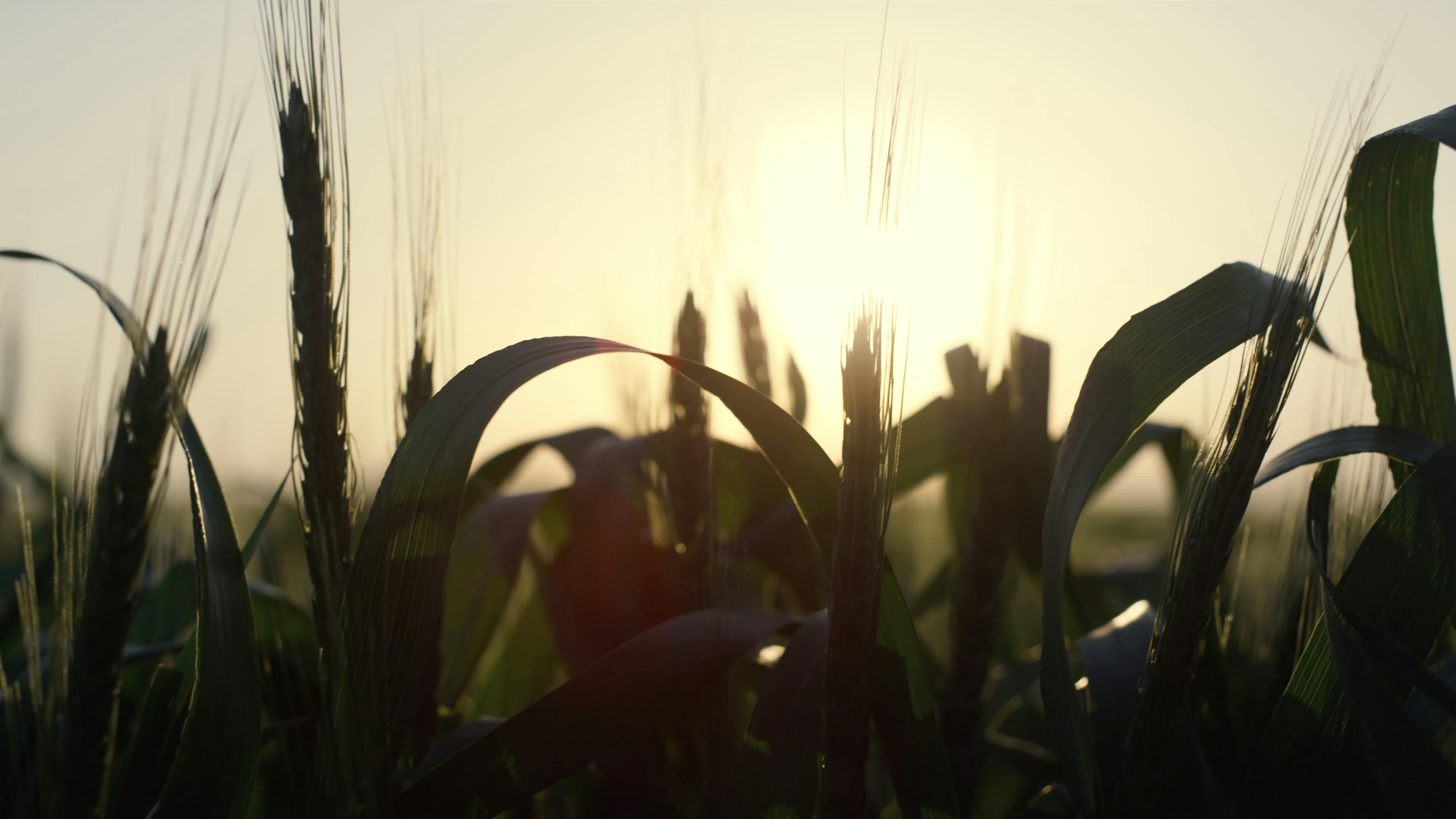 Discover crops-at-dusk, a story-driven footage | Artlist