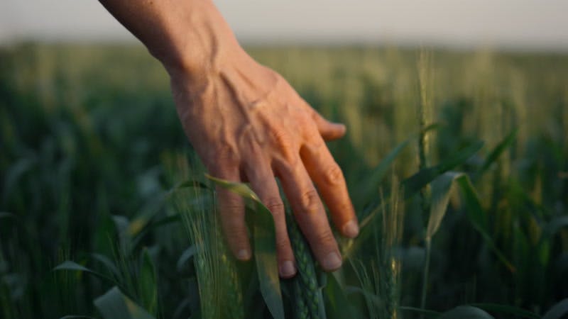 Stalks, Green Wheat, Field, Hand by Stockbusters – Stock Footage | Artlist