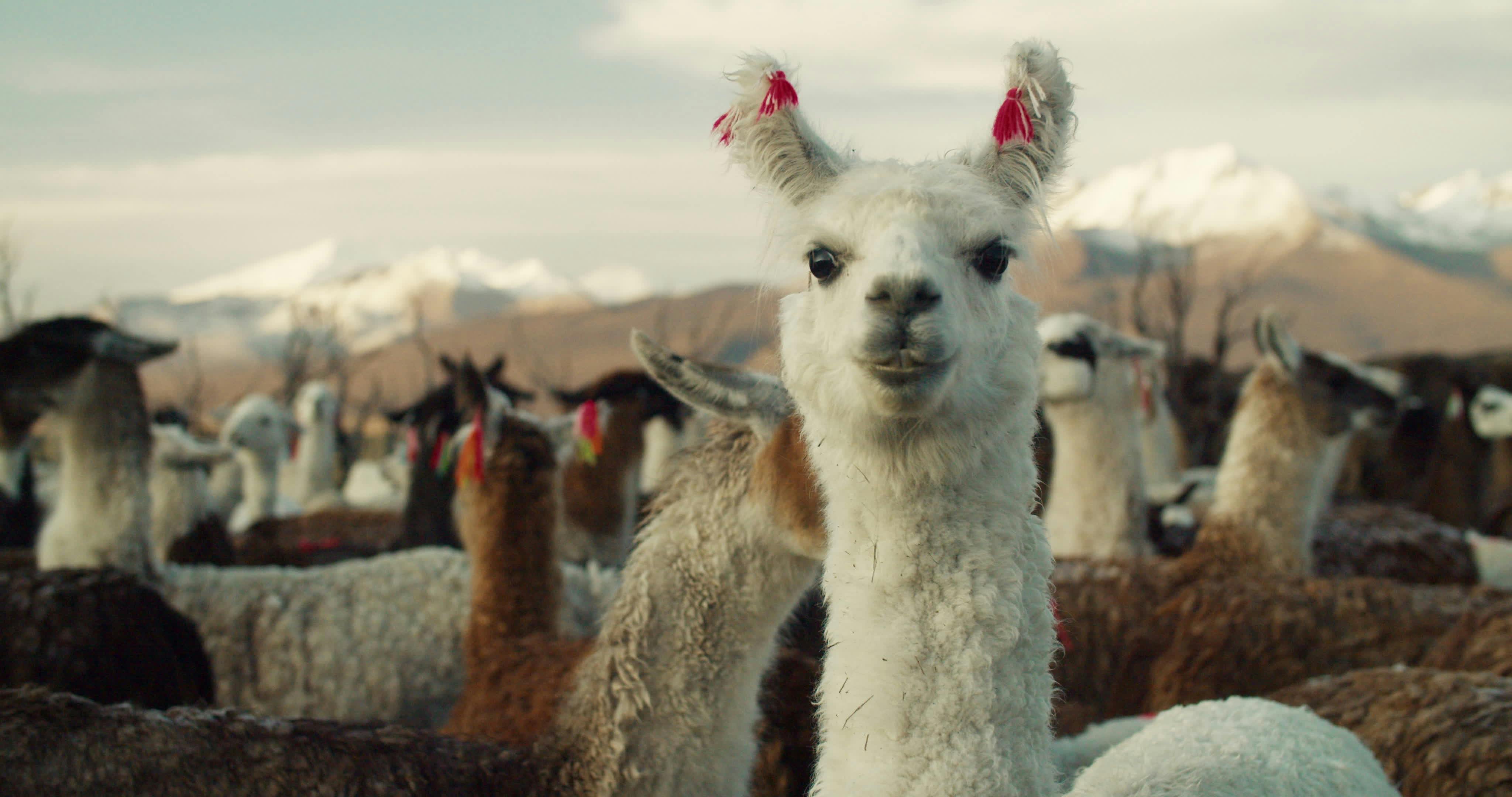 Discover the-alpacas-shepherds, a story-driven footage | Artlist