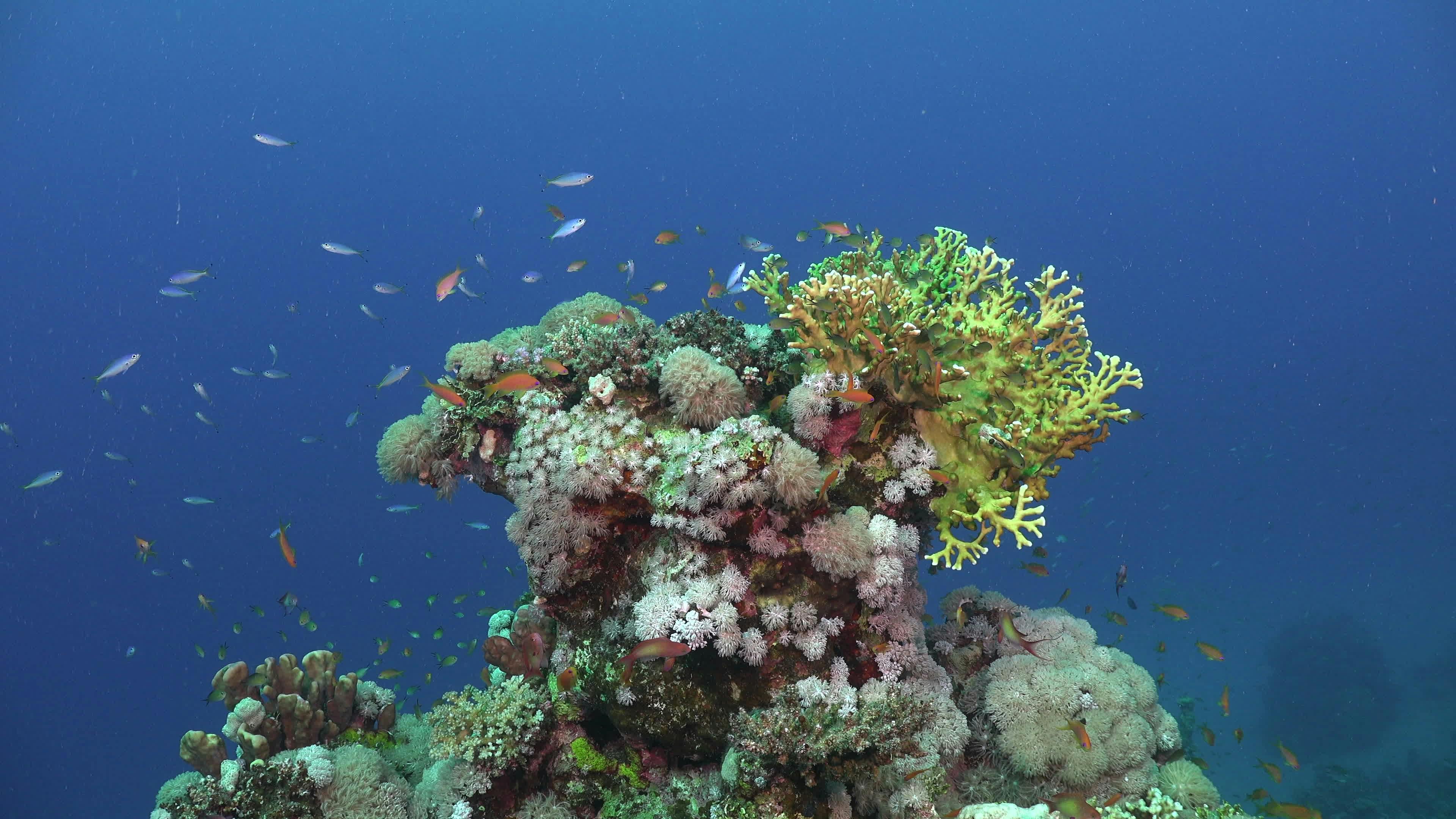 Discover coral-reefs-of-the-red-sea, a story-driven footage | Artlist
