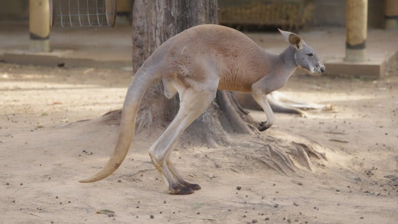 Kangaroo, Red Kangaroo, Zoo, Safari by Ami Bornstein – Stock Footage