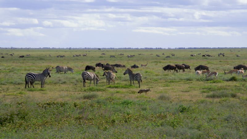 Wildlife, Zebra, Jackal, Africa by Day's Edge Productions – Stock ...