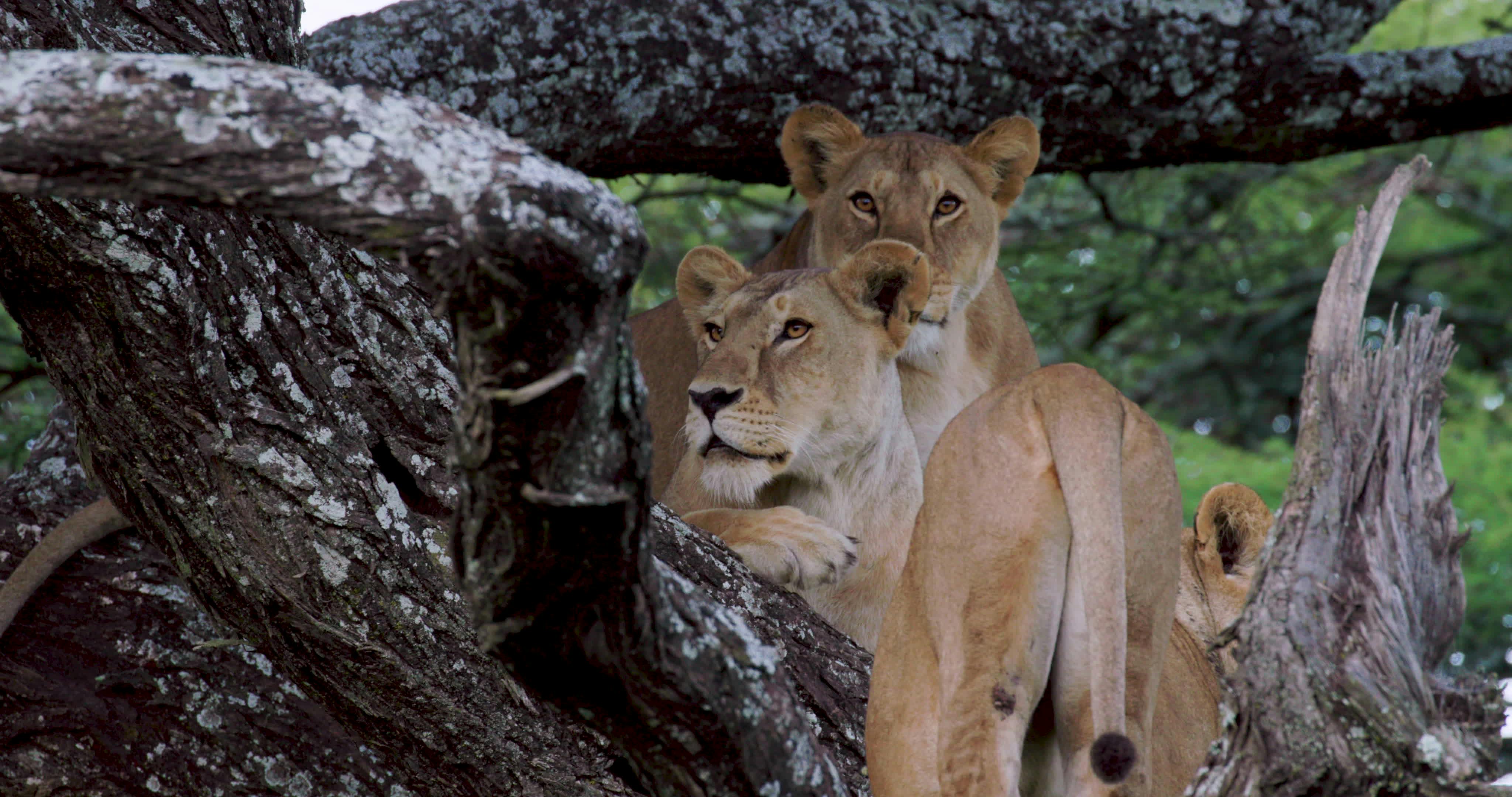 Discover lion-flock-in-the-serengeti, a story-driven footage | Artlist