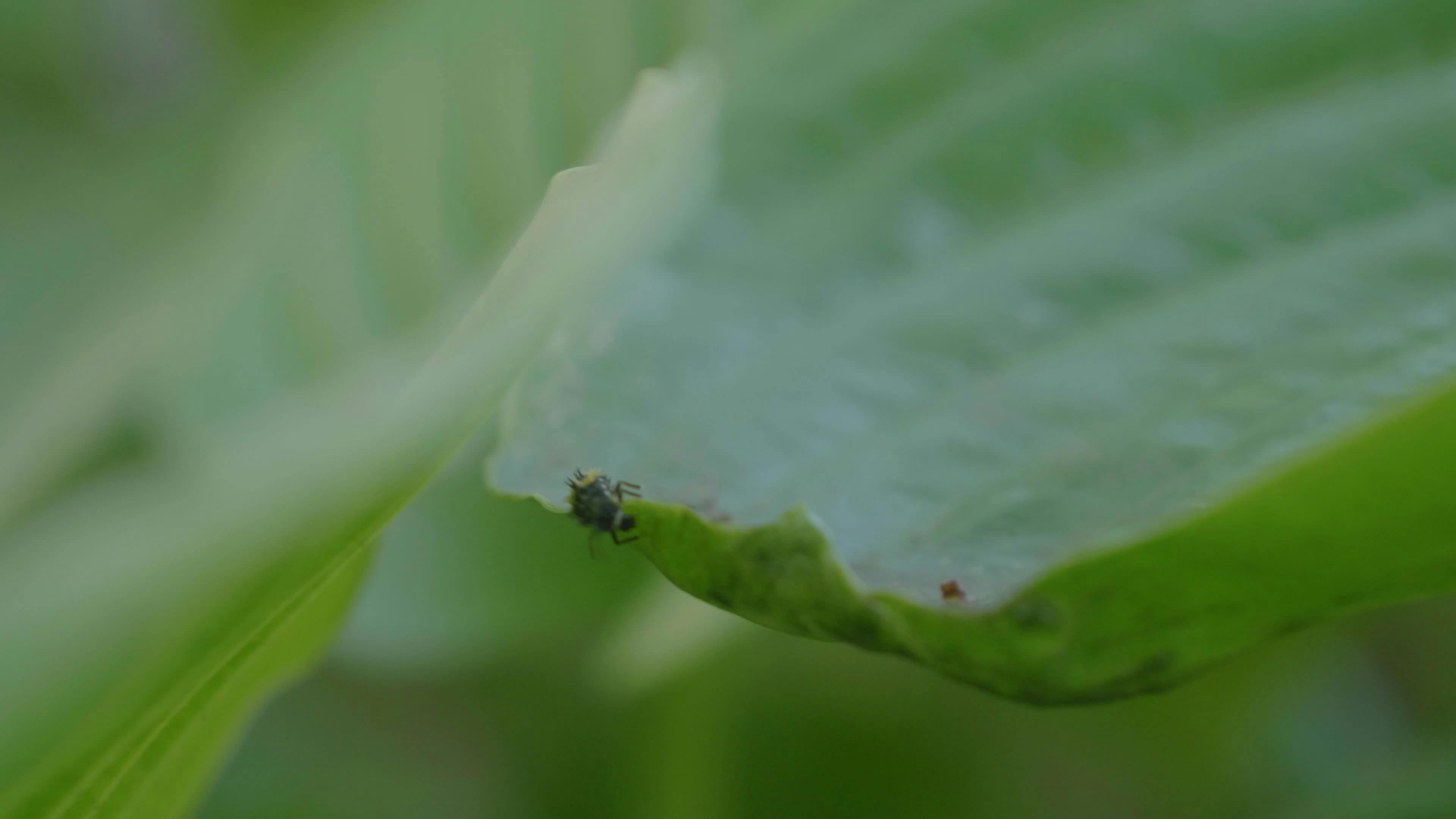 Discover insect-wandering-on-a-leaf, a story-driven footage | Artlist